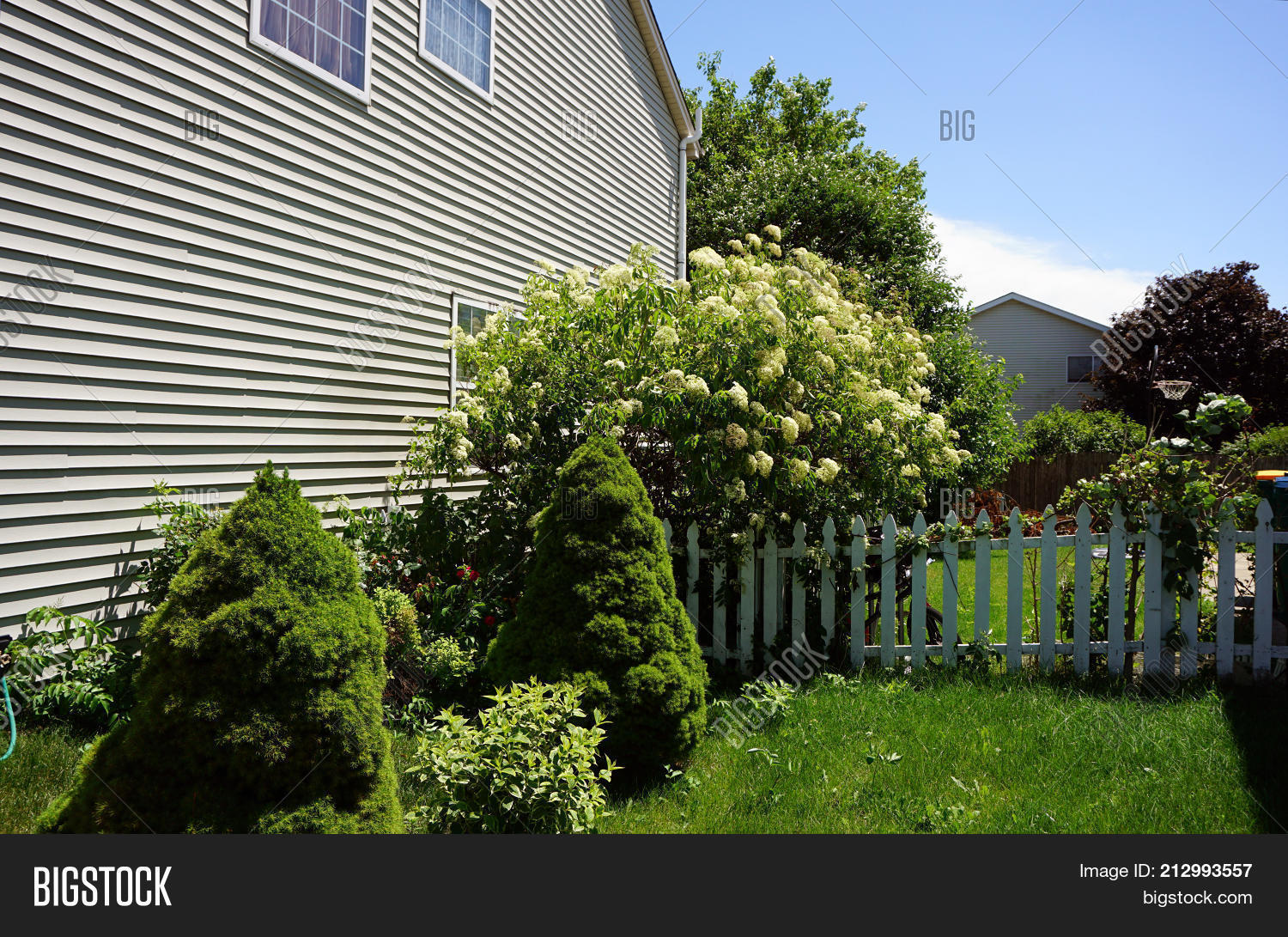 Elderberry Bushes ( Image & Photo (Free Trial) | Bigstock