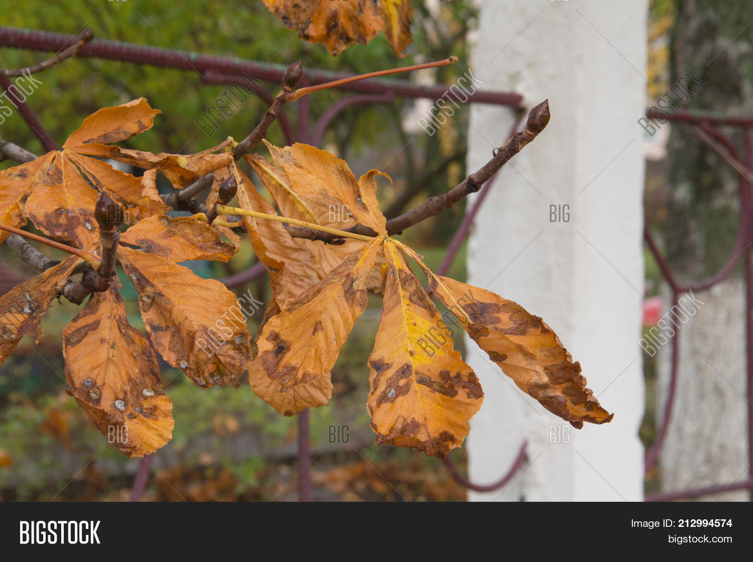 Yellow Leaves Chestnut Image & Photo (Free Trial) | Bigstock