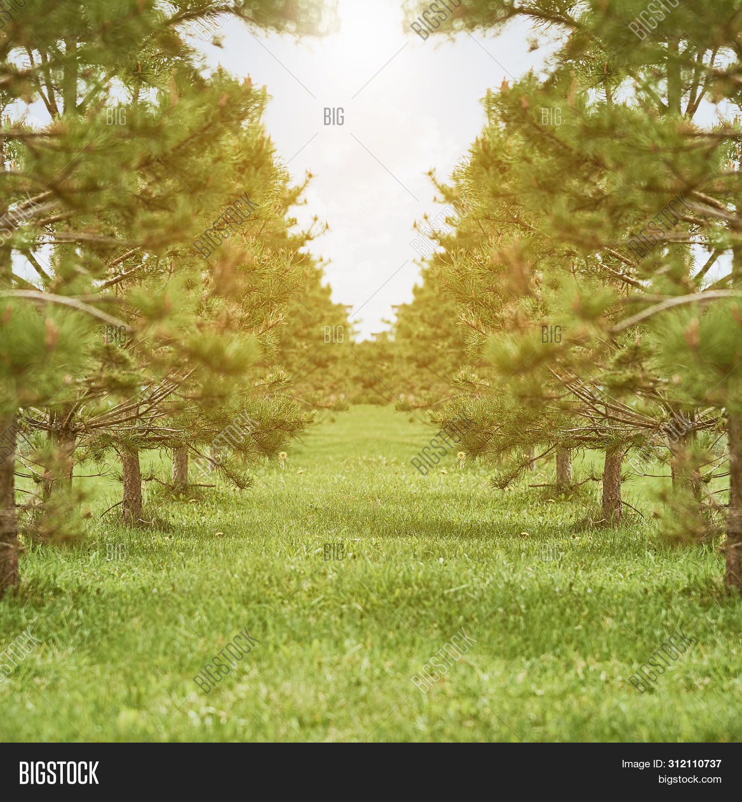 Rows Bright Pine Trees Image & Photo (Free Trial) | Bigstock