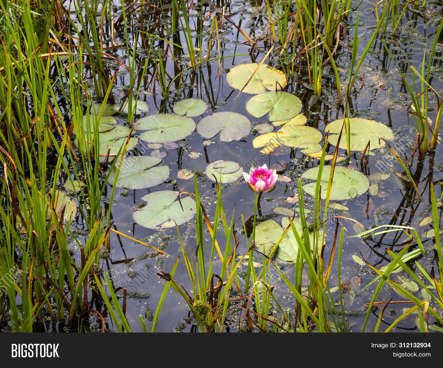 Single Water Lily Image & Photo (Free Trial) | Bigstock