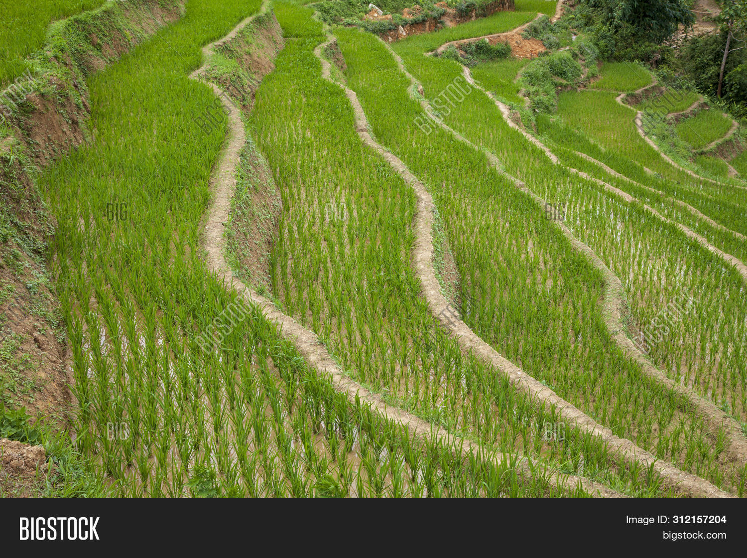 Rice Paddies Mountains Image & Photo (Free Trial) | Bigstock