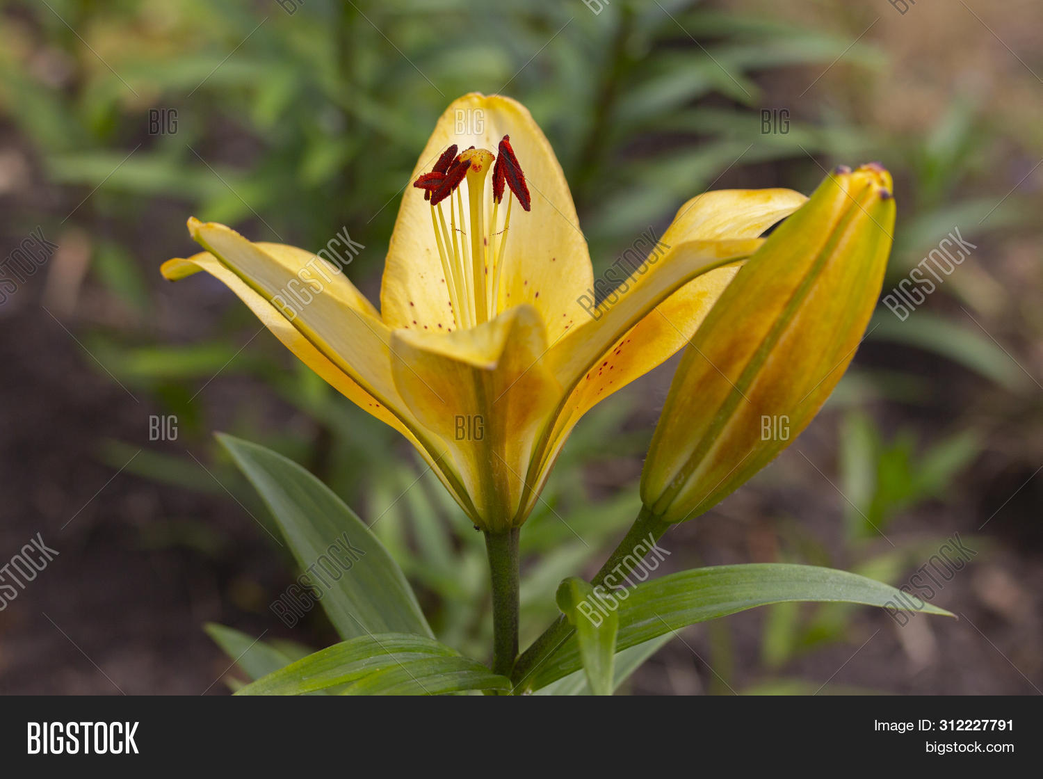 Yellow Lilly Flower Image & Photo (Free Trial) | Bigstock