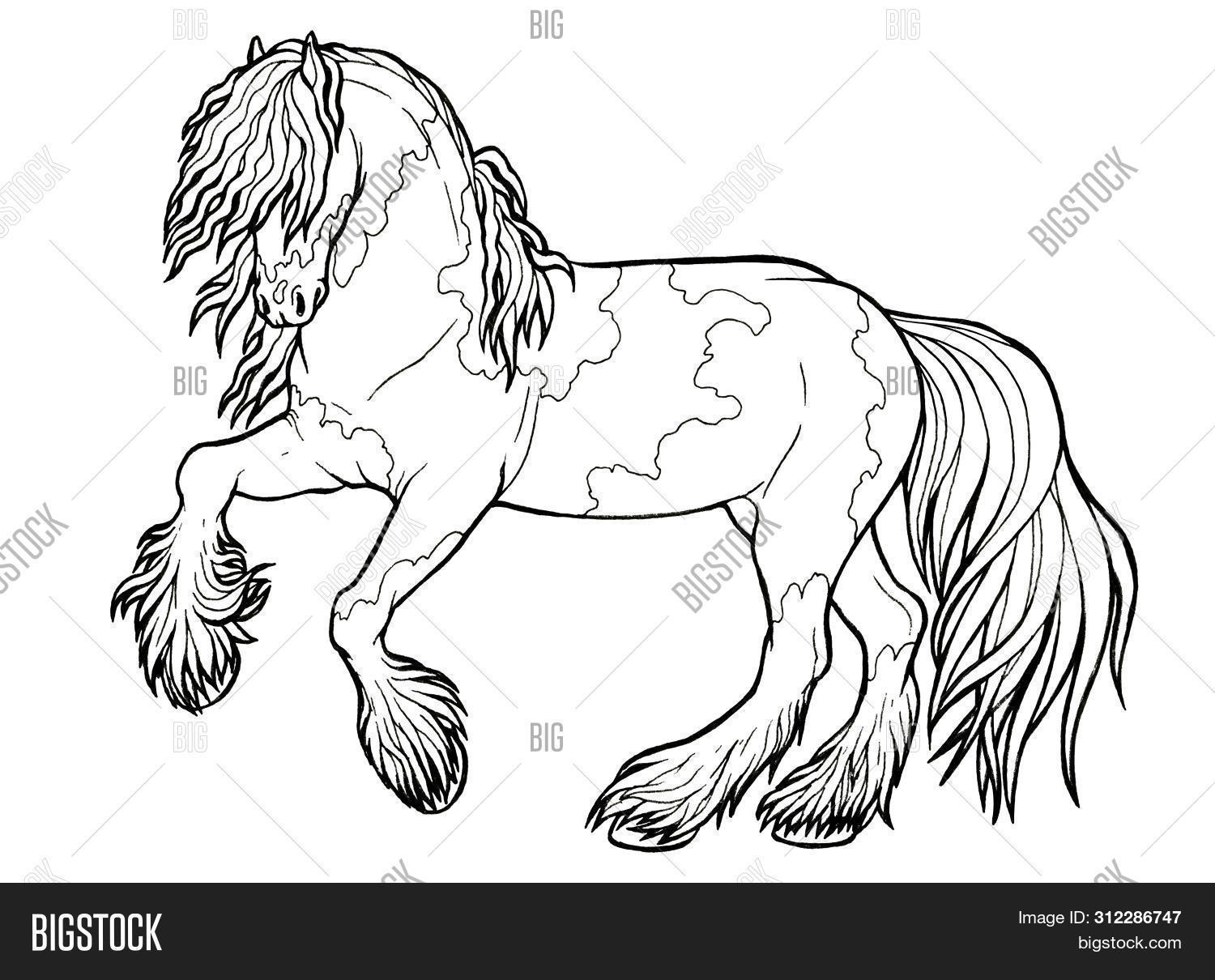 Horse Runs Trot. Image & Photo (Free Trial) | Bigstock