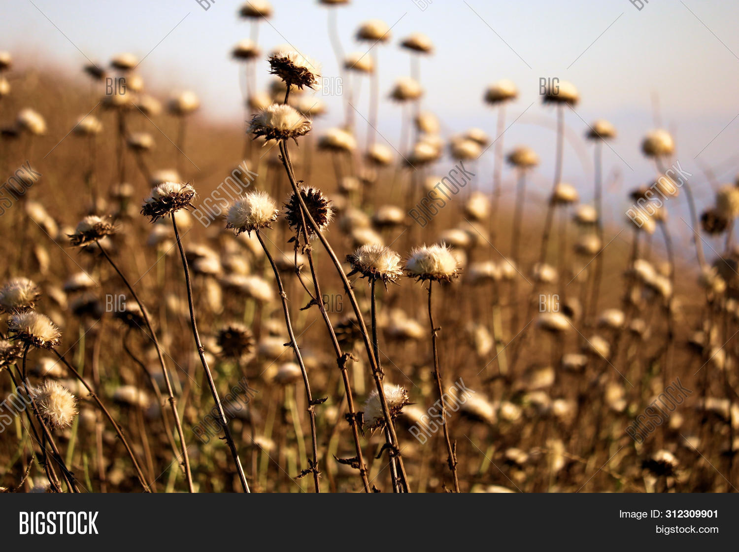 Dried Thistle Plant Image & Photo (Free Trial) | Bigstock