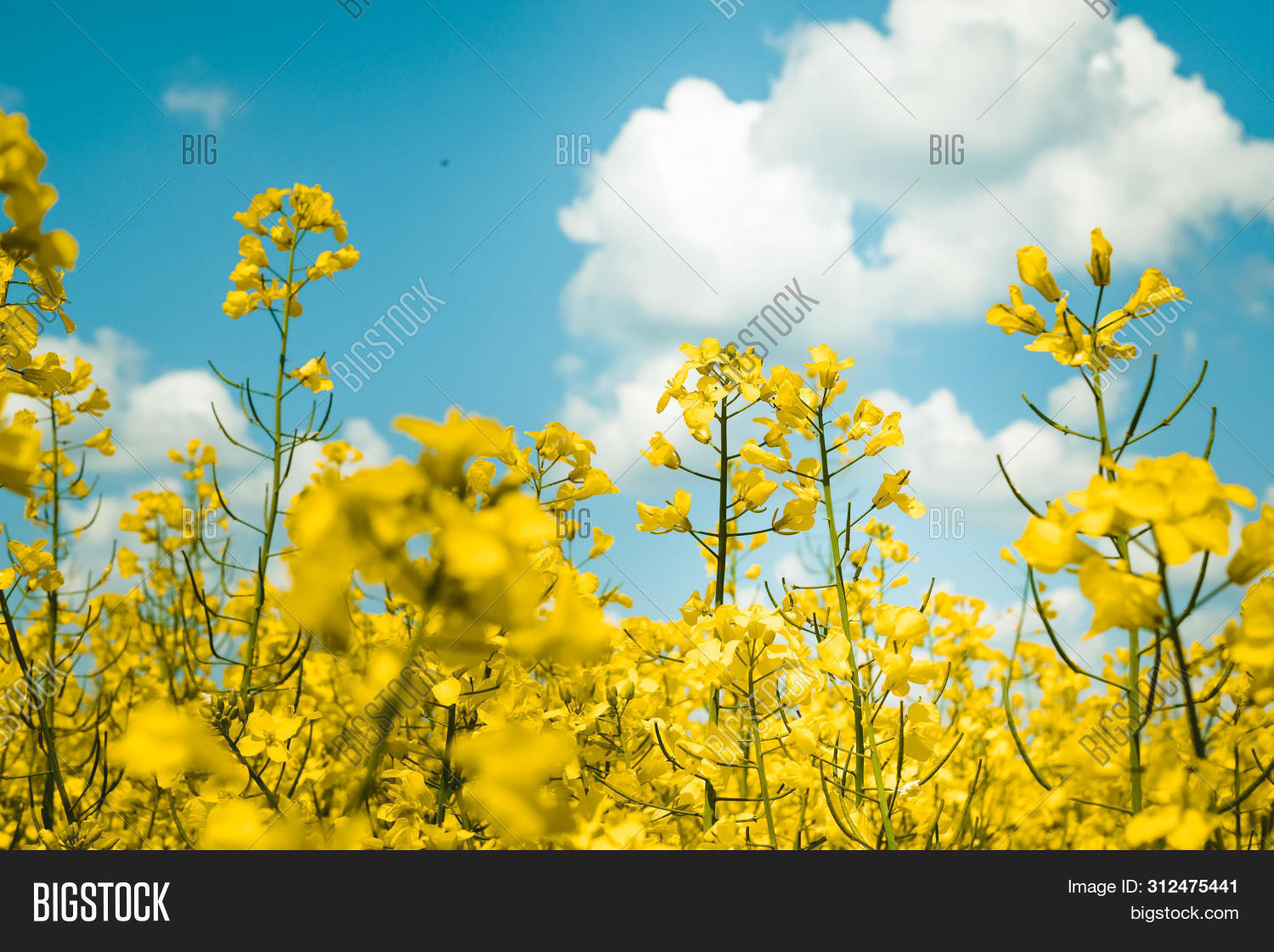 Rapeseed Field, Image & Photo (Free Trial) | Bigstock
