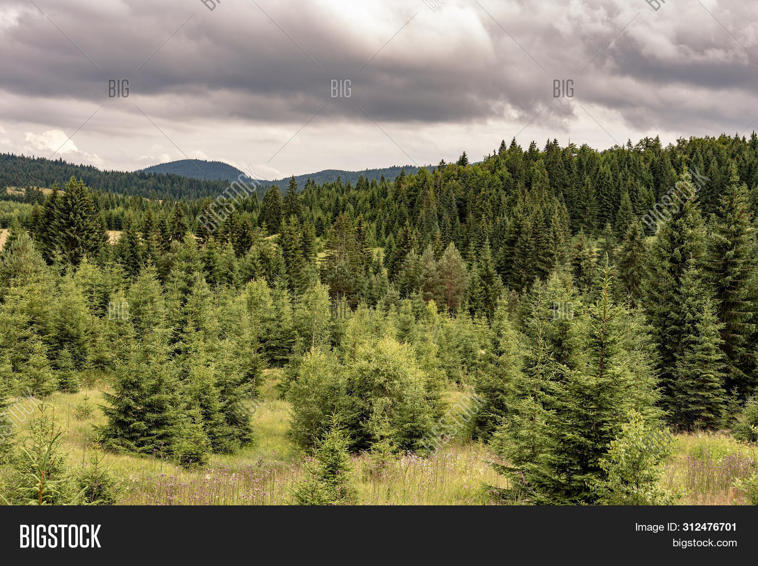 Pine Trees Forest Image & Photo (Free Trial) | Bigstock