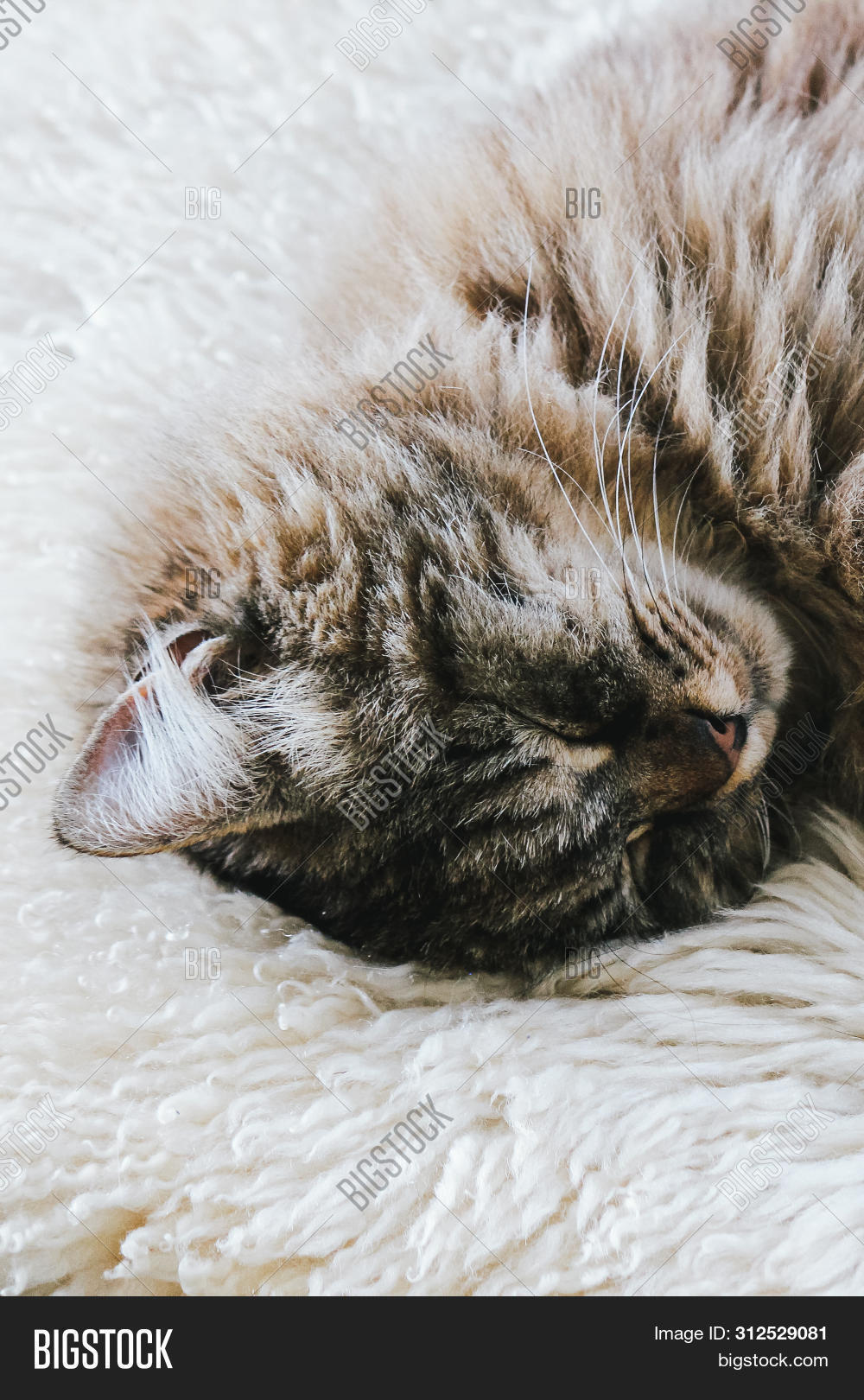Cute Sleeping Cat. Image & Photo (Free Trial) | Bigstock