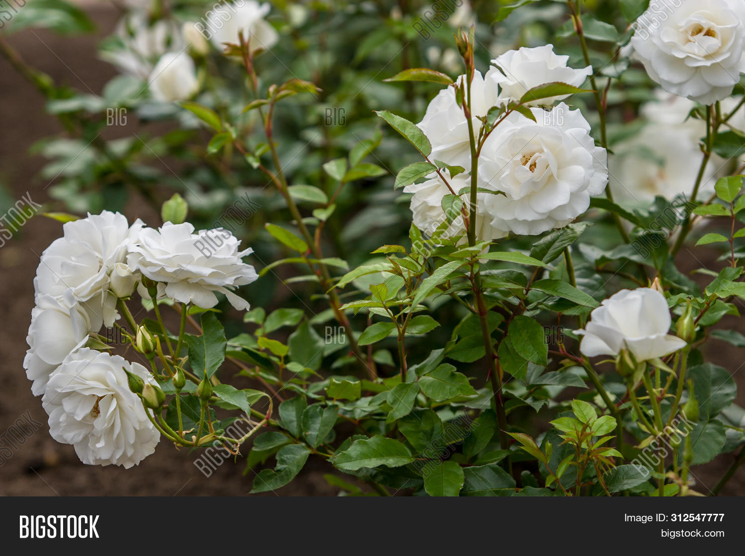 White Roses On Bush Image & Photo (Free Trial) | Bigstock
