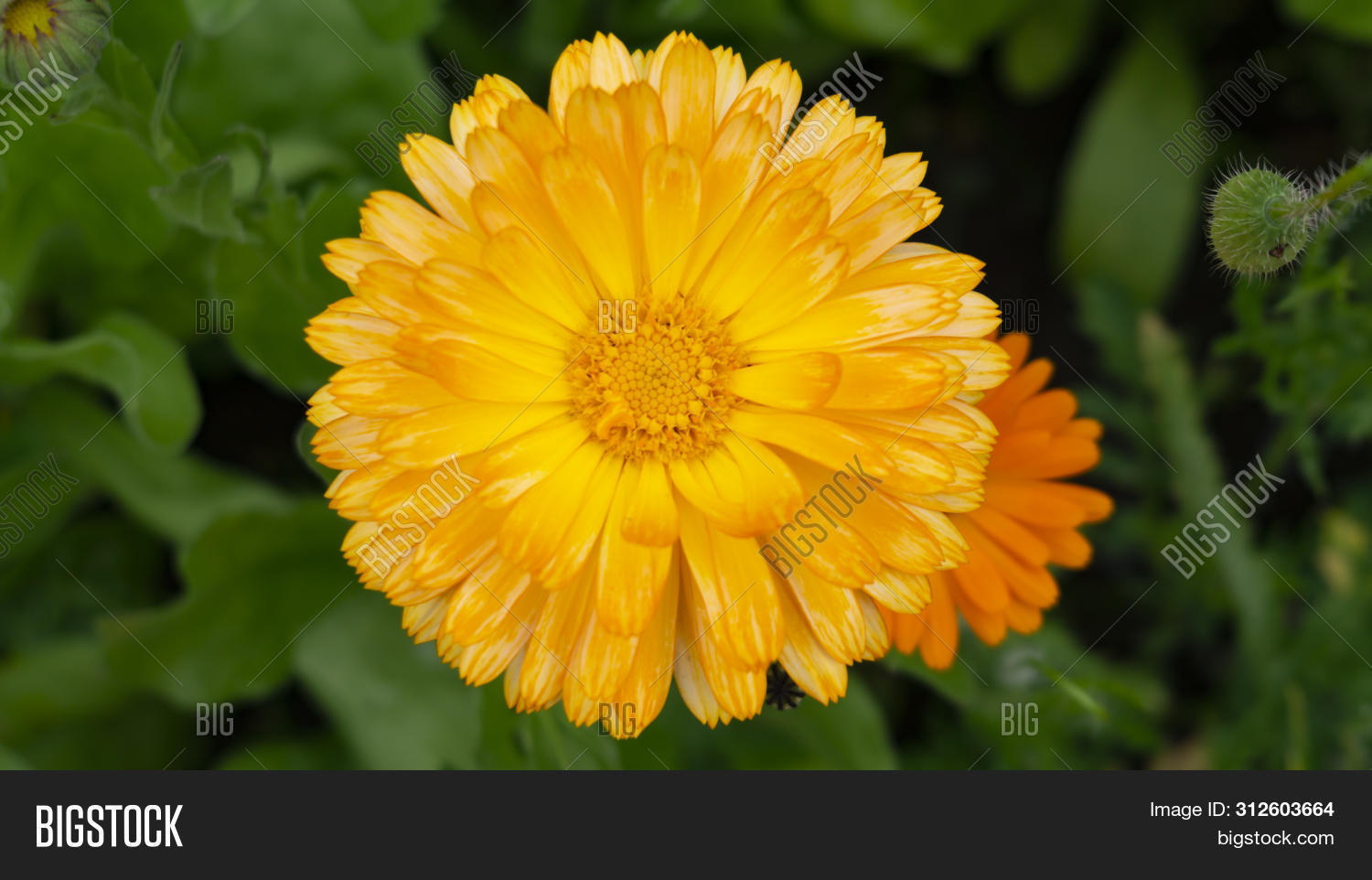 Closeup Yellow Flower Image & Photo (Free Trial) | Bigstock
