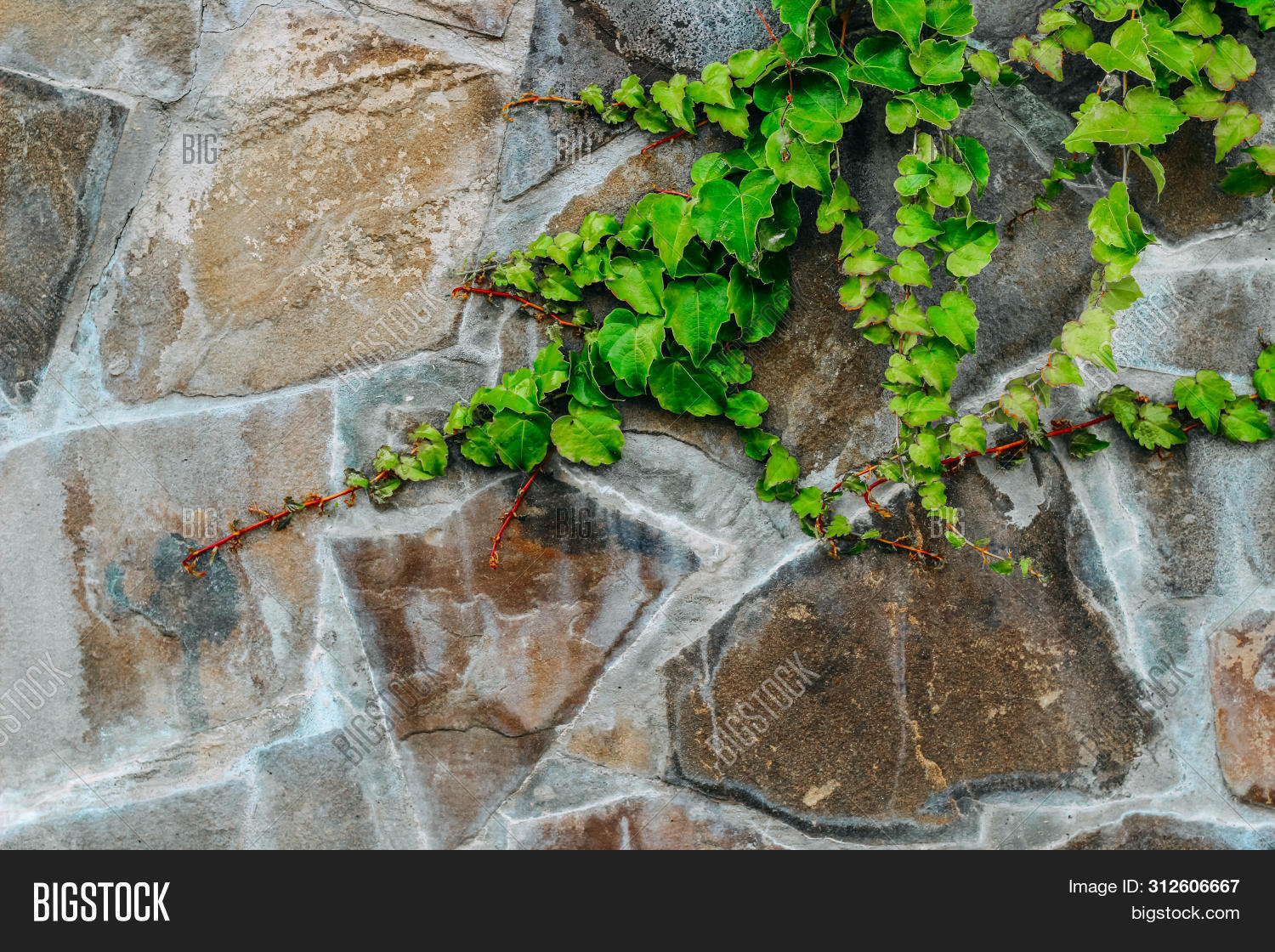 Ivy On Stone Wall. Image & Photo (Free Trial) | Bigstock