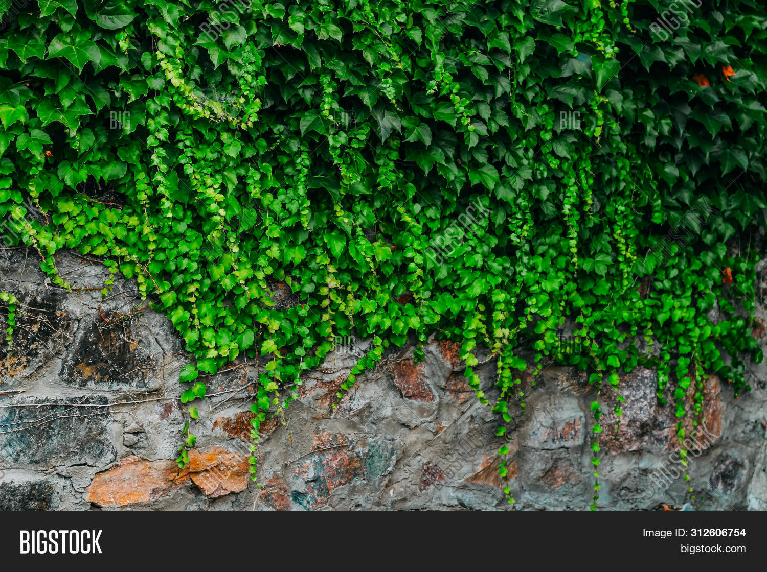 Ivy On Stone Wall. Image & Photo (Free Trial) | Bigstock