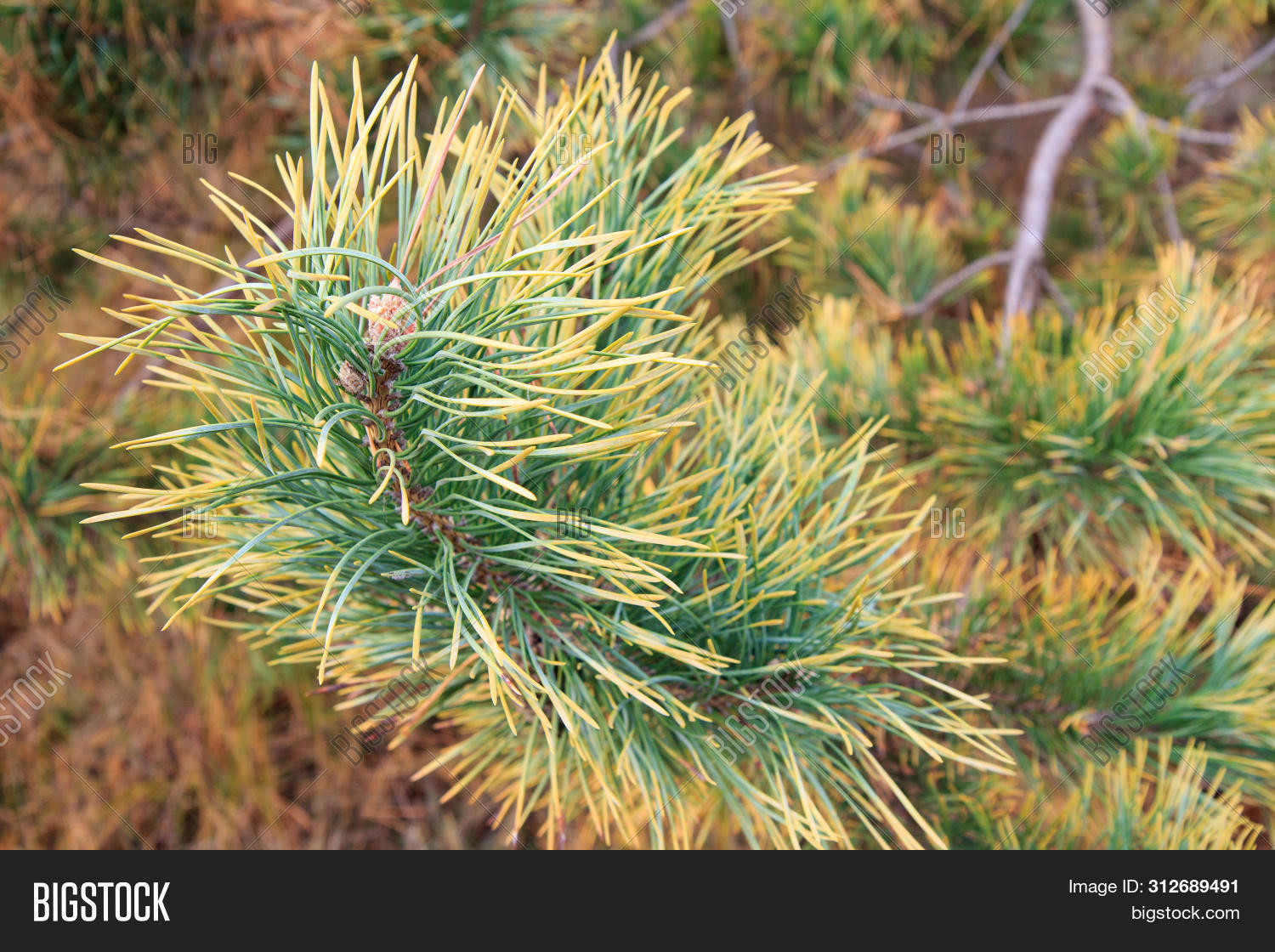 Close- Branches Pine Image & Photo (Free Trial) | Bigstock