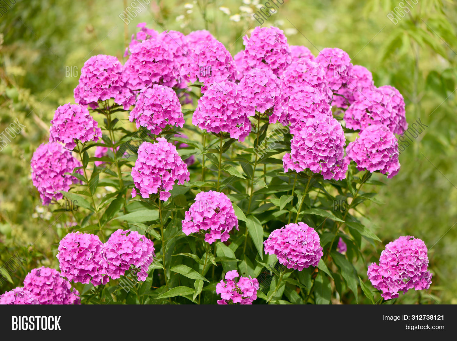 Violet Flowers Phlox ( Image & Photo (Free Trial) | Bigstock