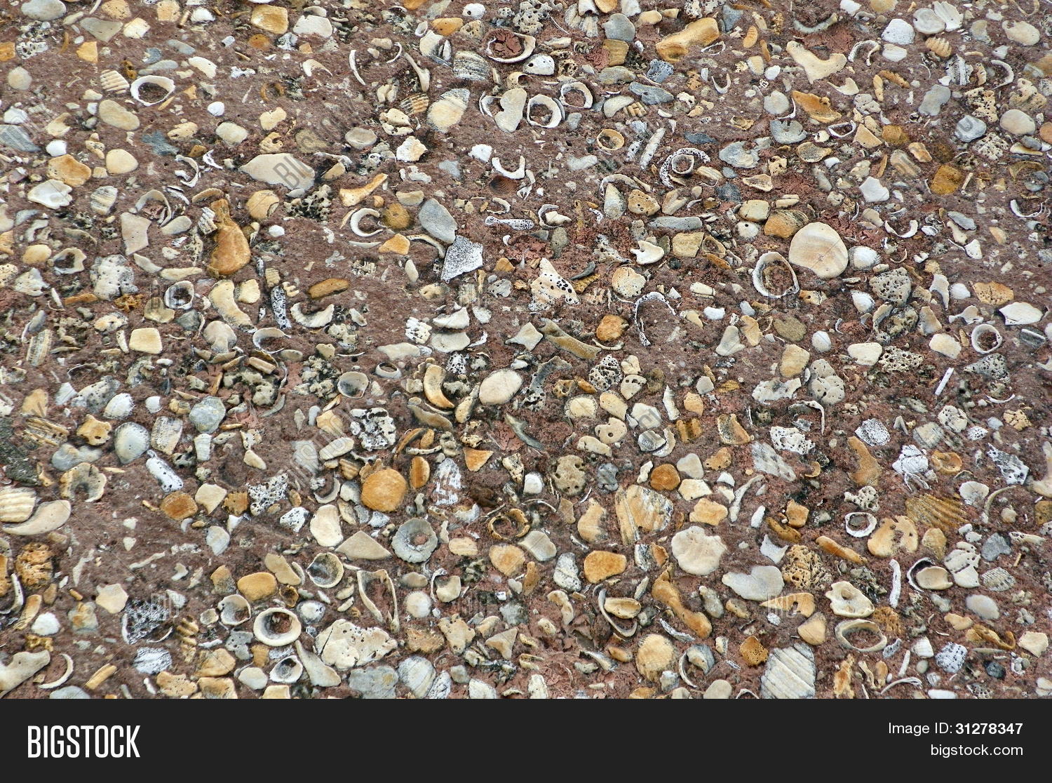 Seashells Concrete Image & Photo | Bigstock