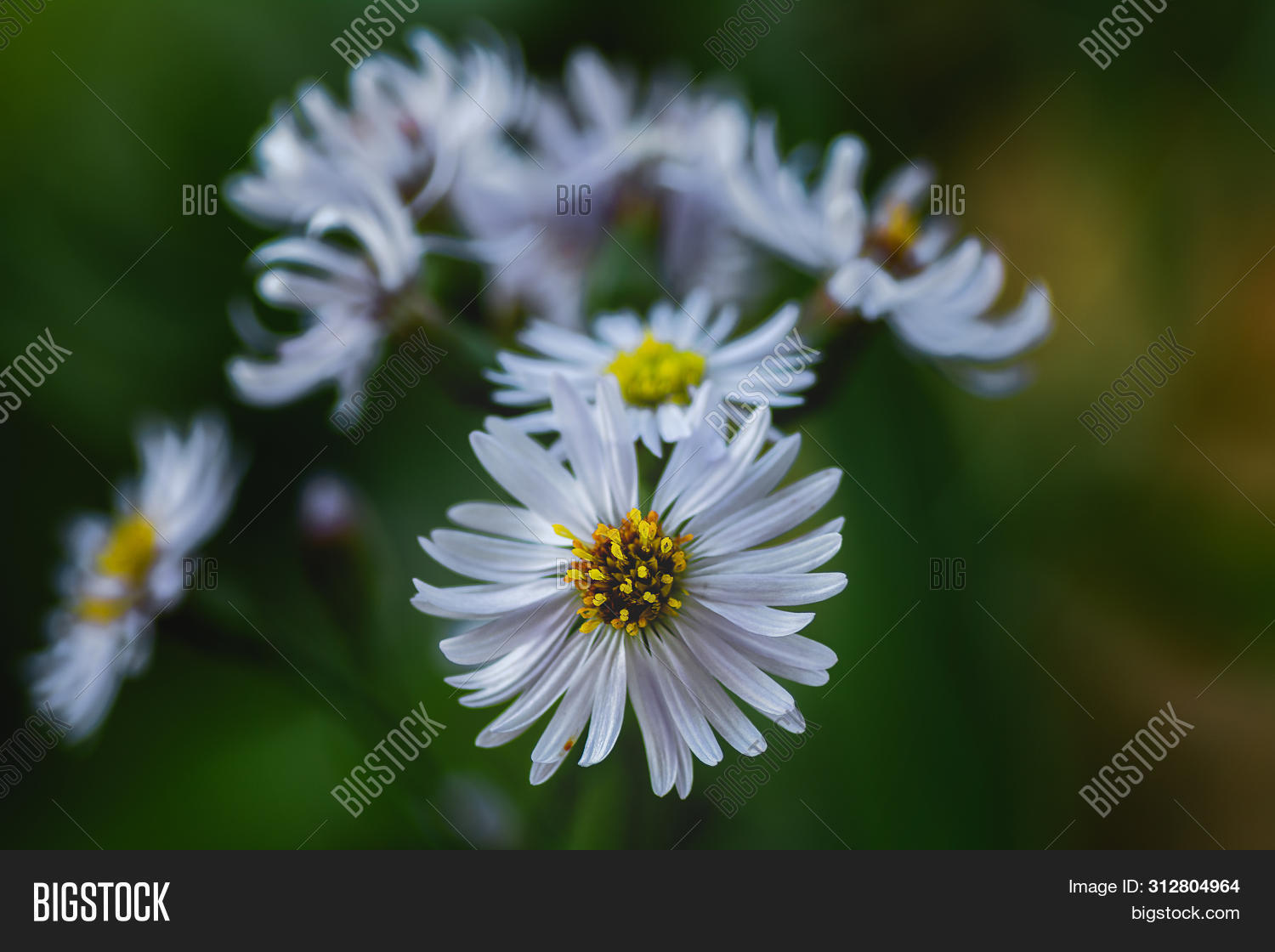 Bright Colorful Asters Image & Photo (Free Trial) | Bigstock