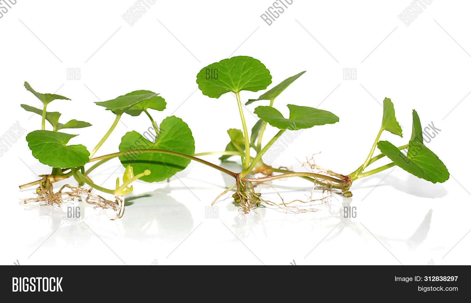 Centella Asiatica Image & Photo (Free Trial) | Bigstock