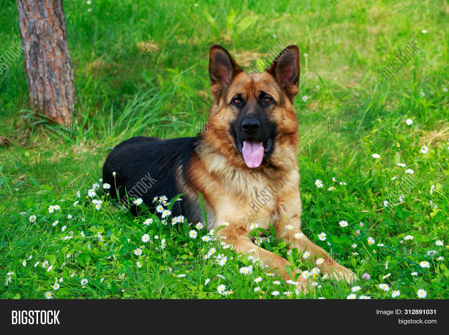Dog Breed German Image & Photo (Free Trial) | Bigstock