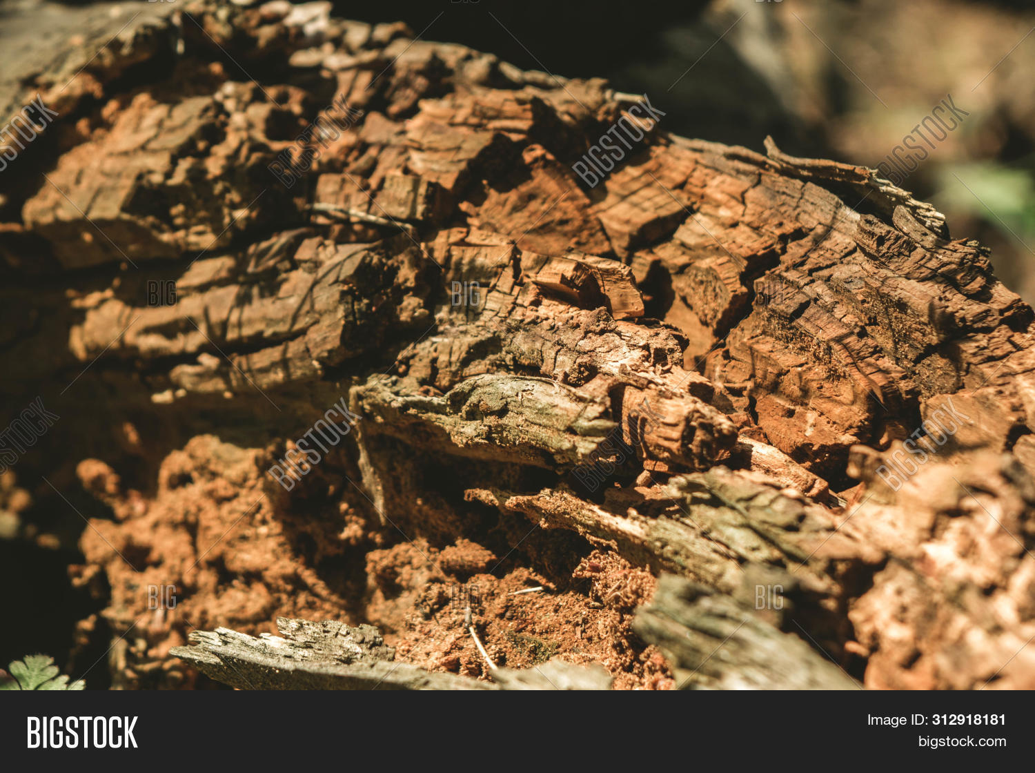 Old Rotting Tree Lying Image & Photo (Free Trial) | Bigstock