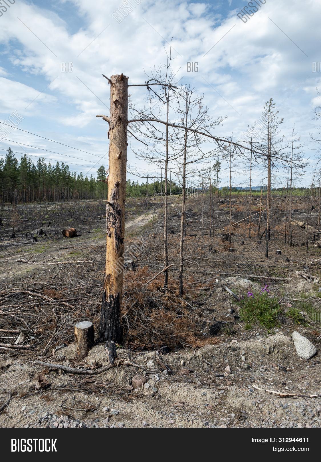 Forest Fire Aftermath Image & Photo (Free Trial) | Bigstock