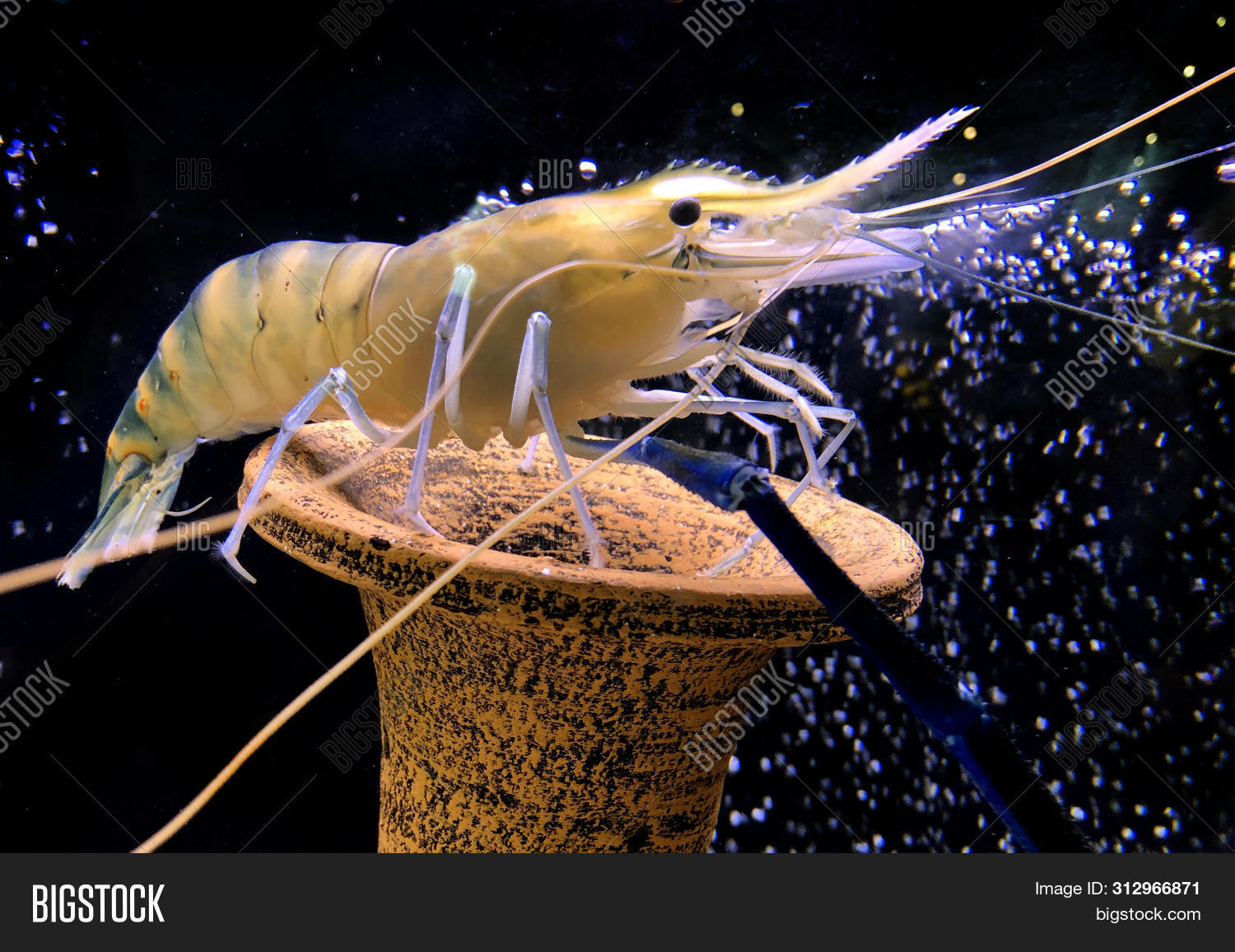 Giant Freshwater Prawn Image & Photo (Free Trial) | Bigstock