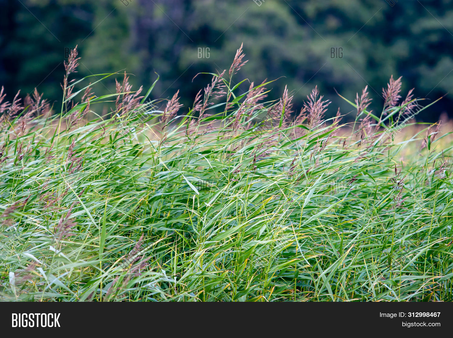 Tall Green Reeds Reeds Image & Photo (Free Trial) | Bigstock