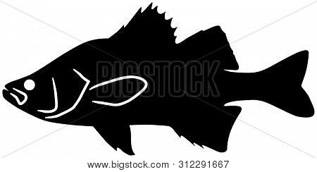 White Perch Fish Vector & Photo (Free Trial) | Bigstock