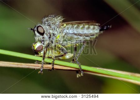 Robberfly Preying On Image & Photo (Free Trial) | Bigstock