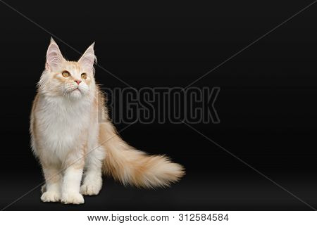 Huge Maine Coon Cat Image & Photo (Free Trial) | Bigstock