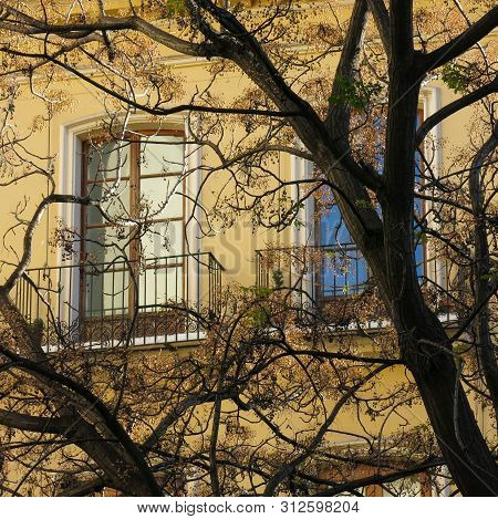 Branches Tree Windows Image & Photo (Free Trial) | Bigstock