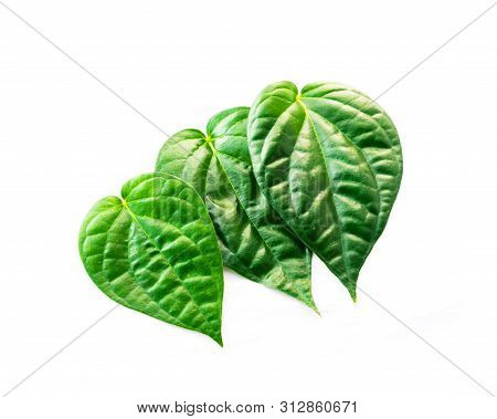 Paan Images, Illustrations & Vectors (Free) - Bigstock