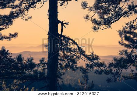 Sunset Pine Forest Image & Photo (Free Trial) | Bigstock
