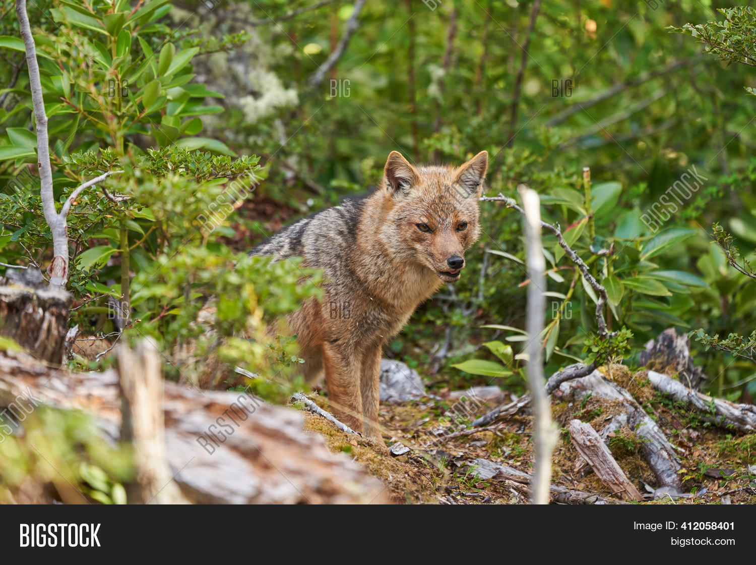 Lycalopex Griseus, Image & Photo (Free Trial) | Bigstock