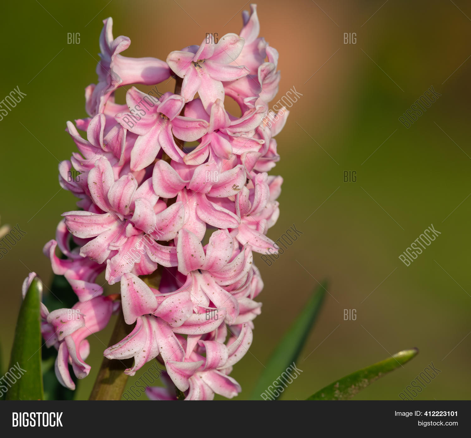 Close Pink Hyacinth ( Image & Photo (Free Trial) | Bigstock