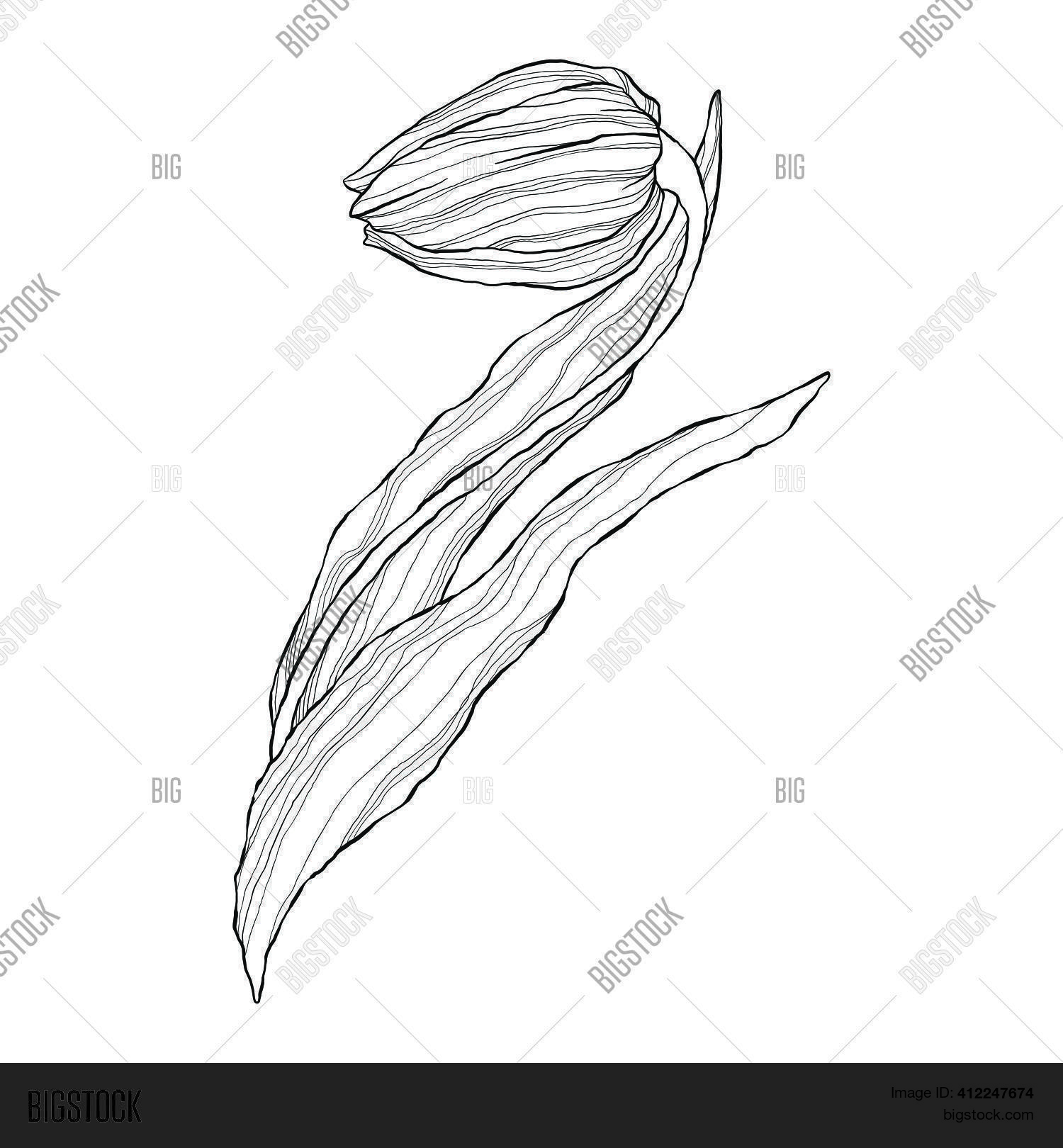 Single Line Art Tulip Vector & Photo (Free Trial) | Bigstock