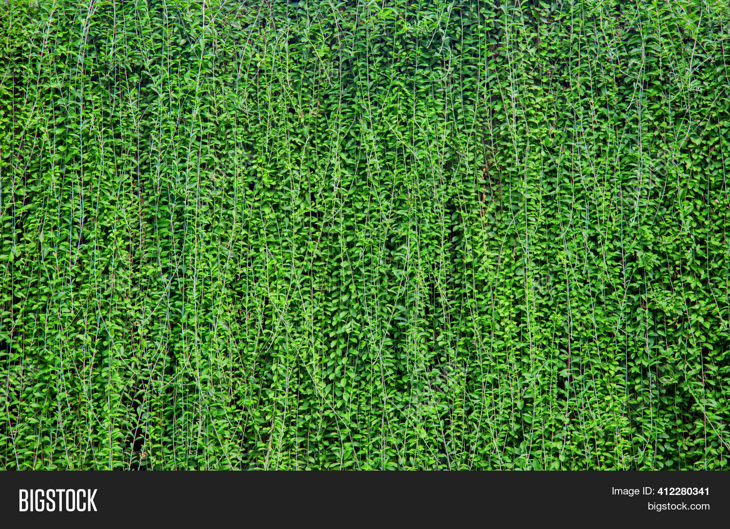 Green Ivy Texture Image & Photo (Free Trial) | Bigstock