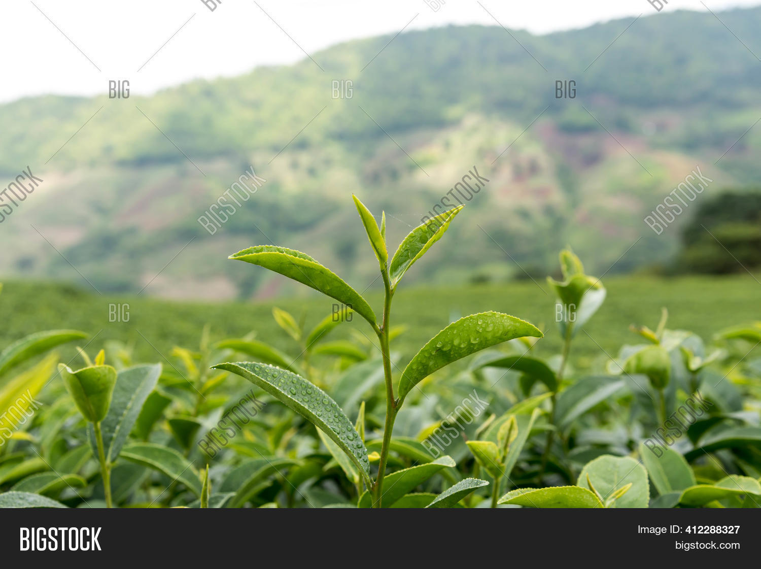 Green Tea Bud Fresh Image & Photo (Free Trial) | Bigstock