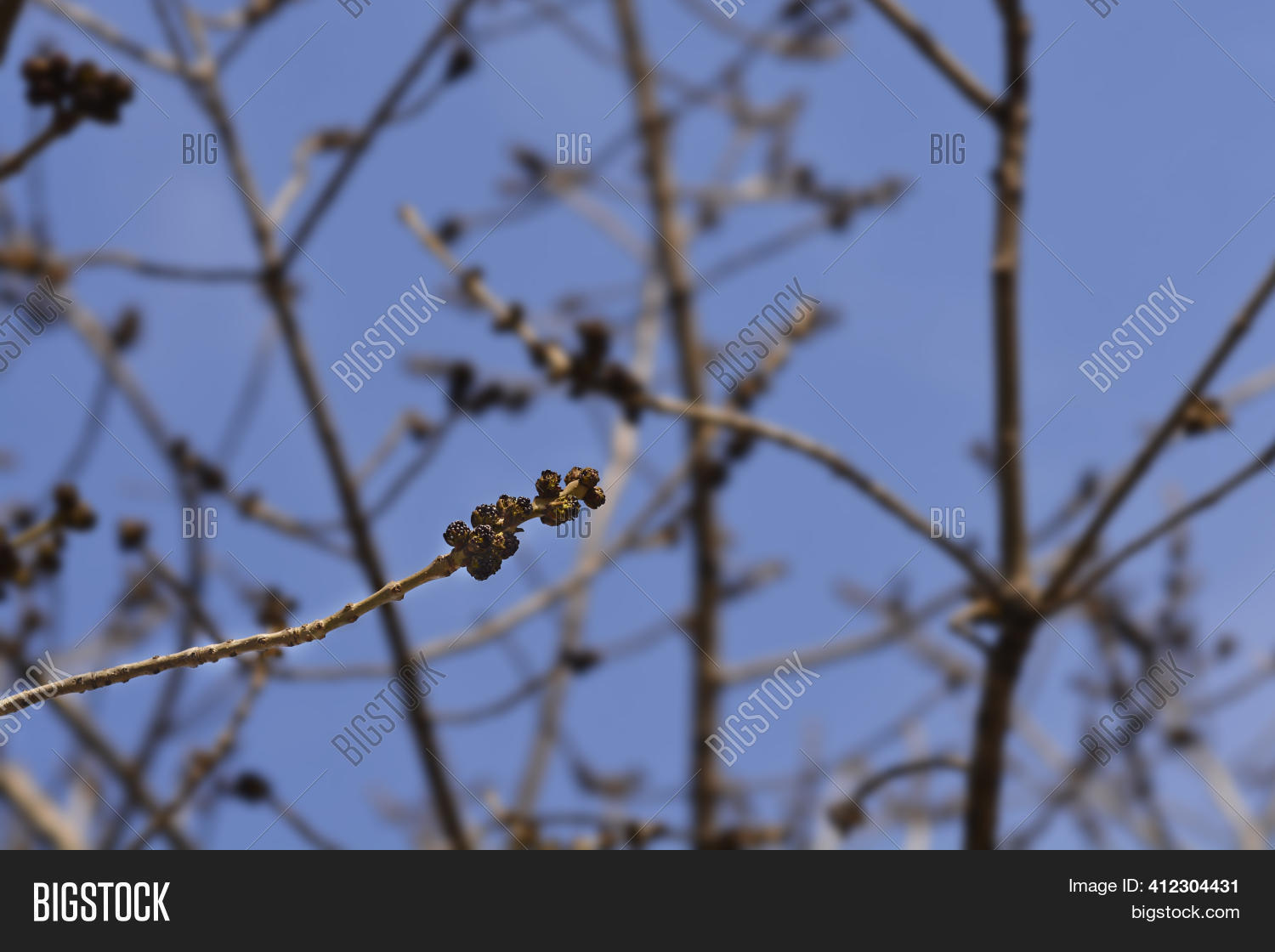 Narrow-leaved Ash Image & Photo (Free Trial) | Bigstock