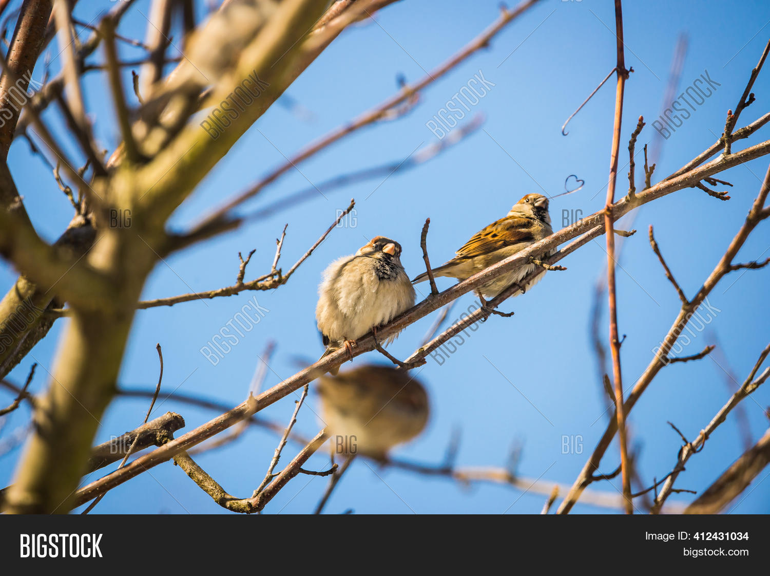 Two Young Sparrows Image & Photo (Free Trial) | Bigstock