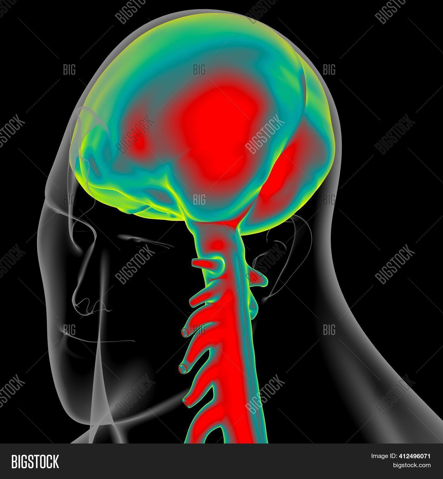 Dura Mater Anatomy Image & Photo (Free Trial) | Bigstock