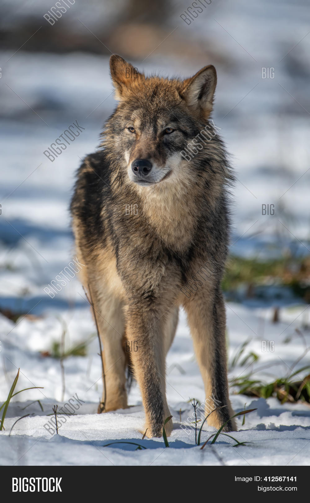 Wolf Forest Close. Image & Photo (Free Trial) | Bigstock