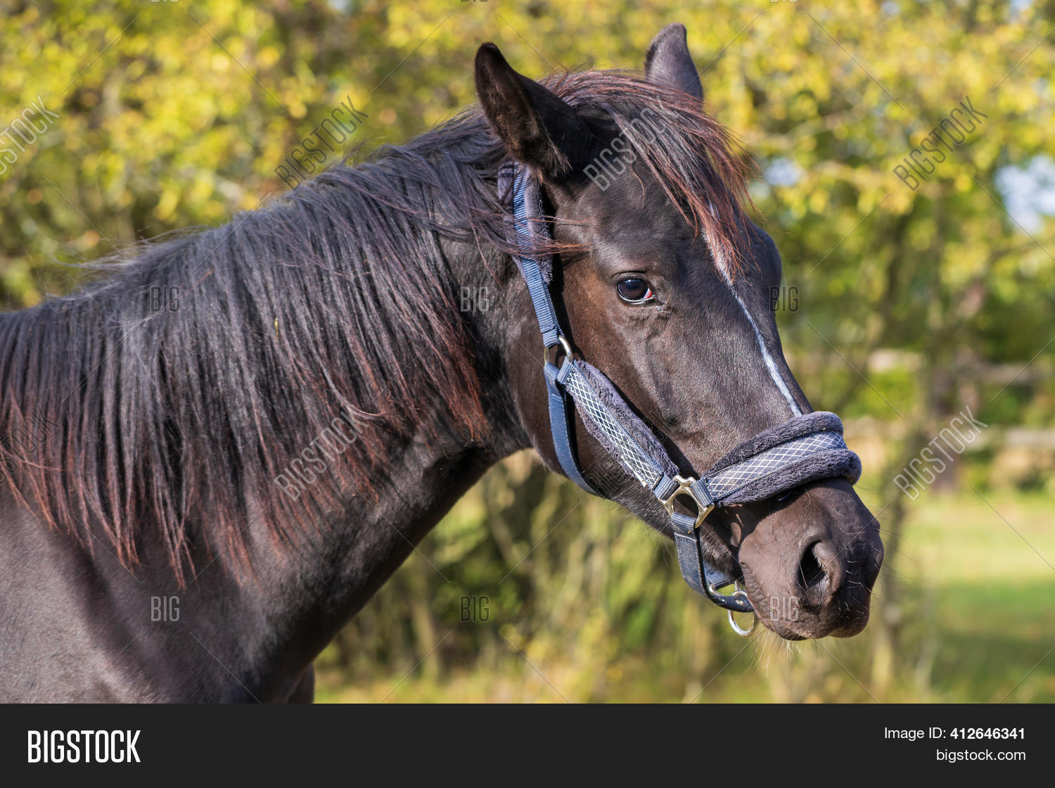 Portrait Black Horse's Image & Photo (Free Trial) | Bigstock
