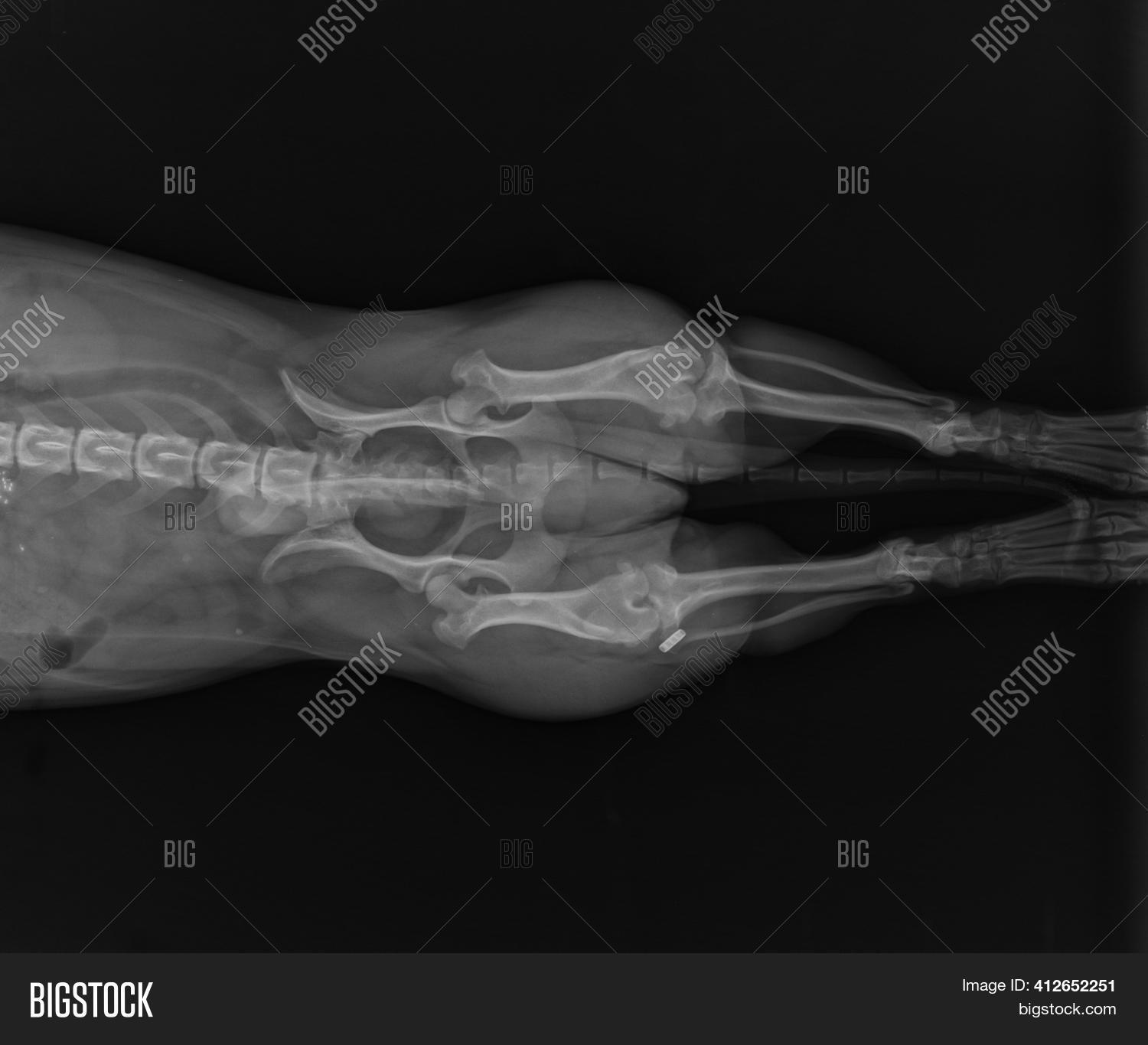 Dog X Ray Showing Image & Photo (Free Trial) | Bigstock