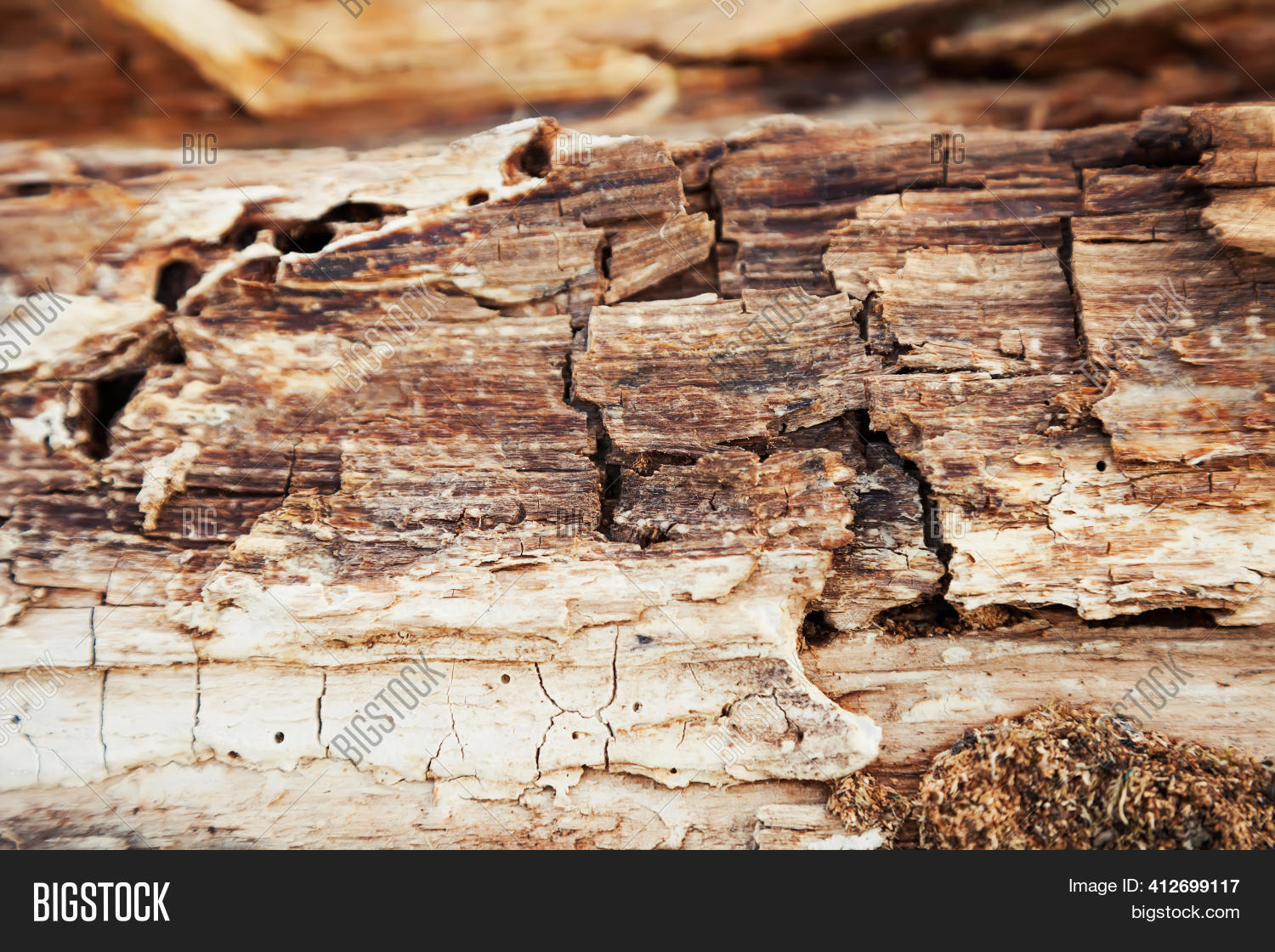 Rotten Wood Texture. Image & Photo (Free Trial) | Bigstock