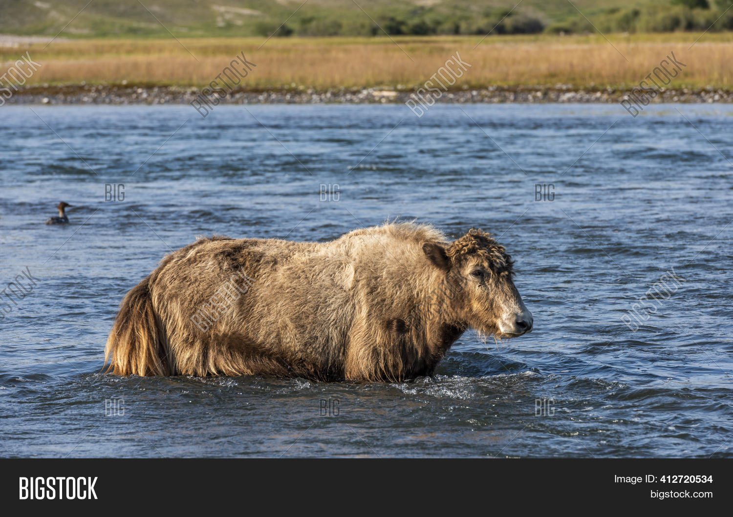 Two Yaks Crossing Wild Image & Photo (Free Trial) | Bigstock