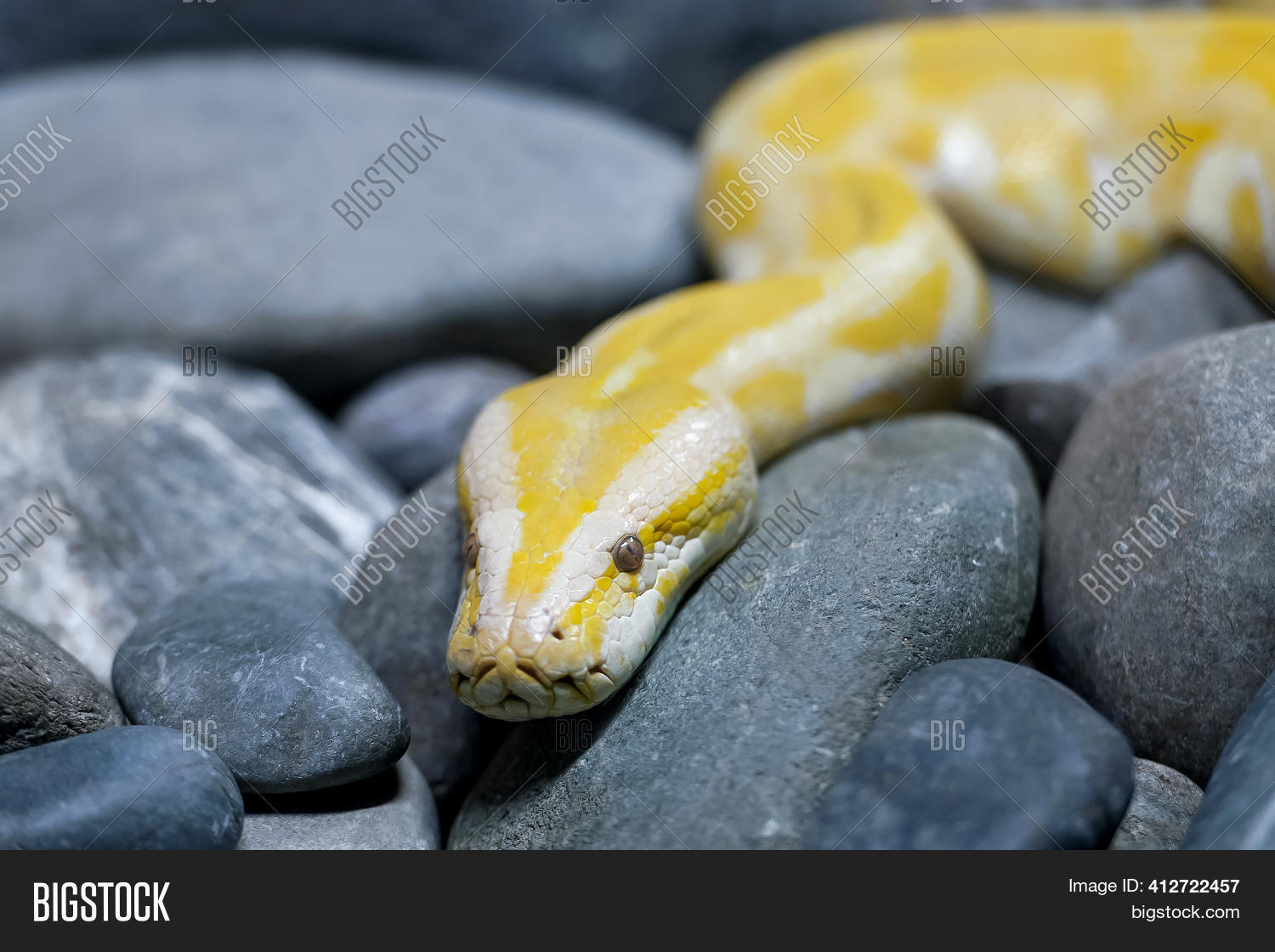 Close Big Python Image & Photo (Free Trial) | Bigstock