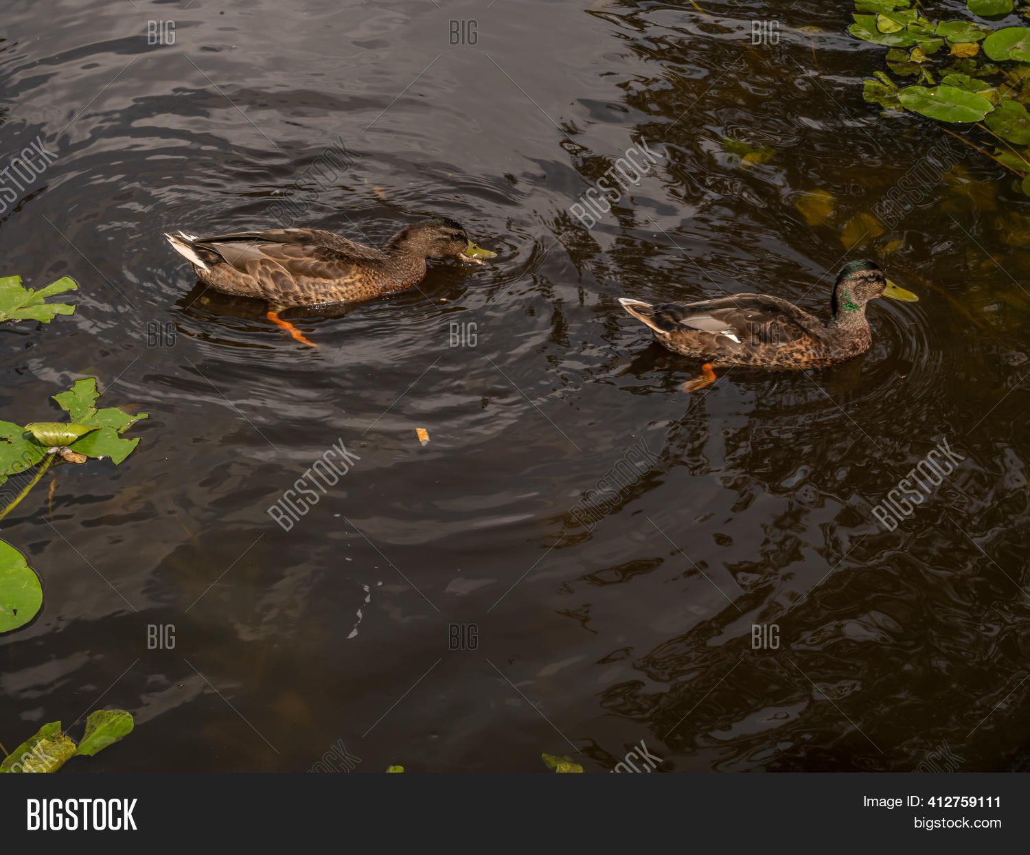 Ducks On Pond Park. Image & Photo (Free Trial) | Bigstock