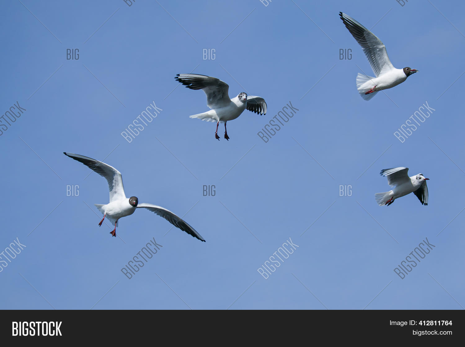 Group Seagulls Flying Image & Photo (Free Trial) | Bigstock