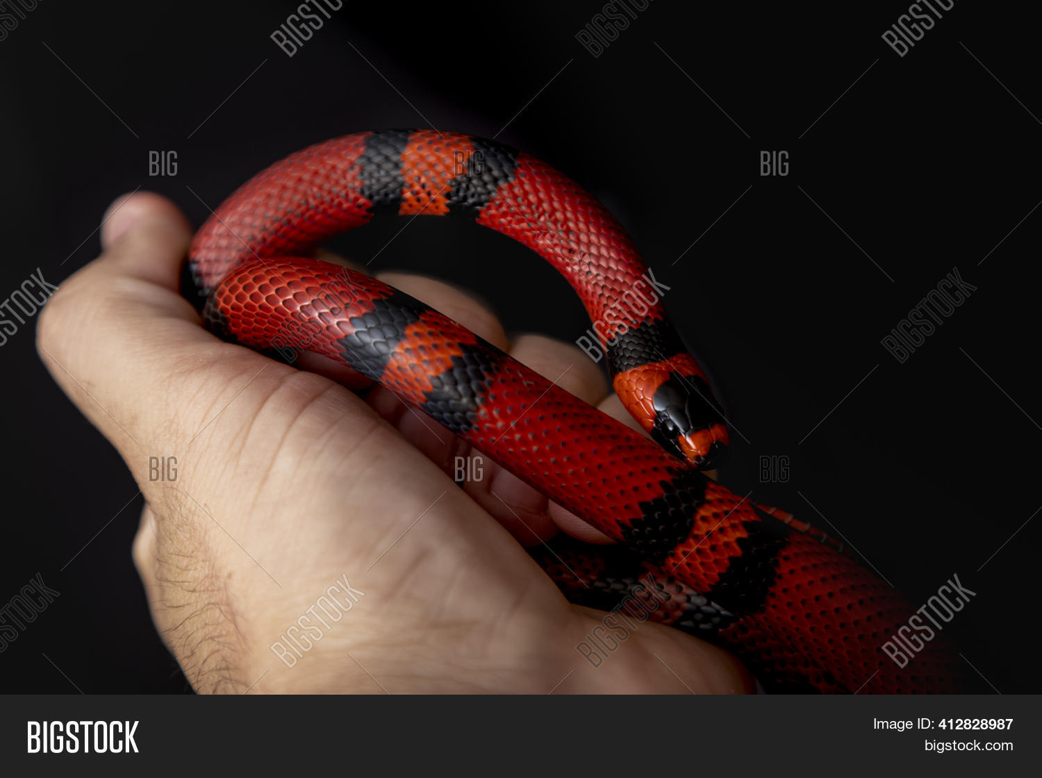 Lampropeltis Image & Photo (Free Trial) | Bigstock