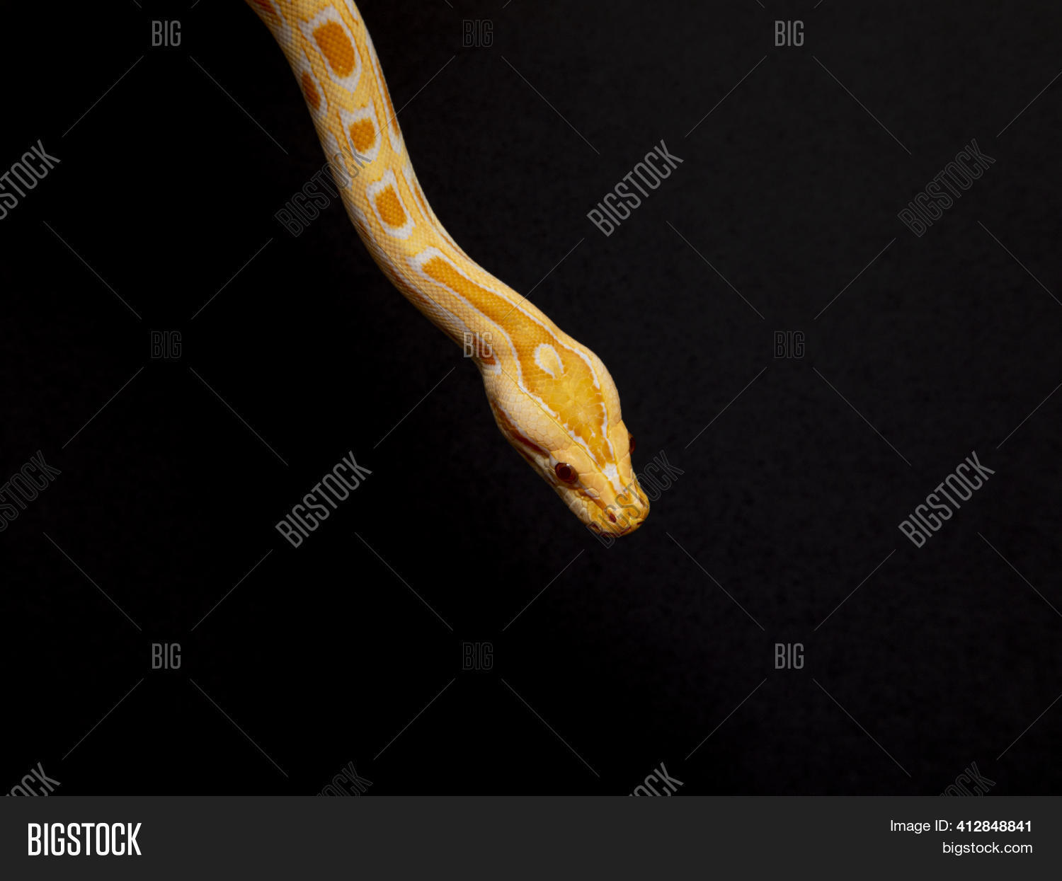 Python Molurus Image & Photo (Free Trial) | Bigstock