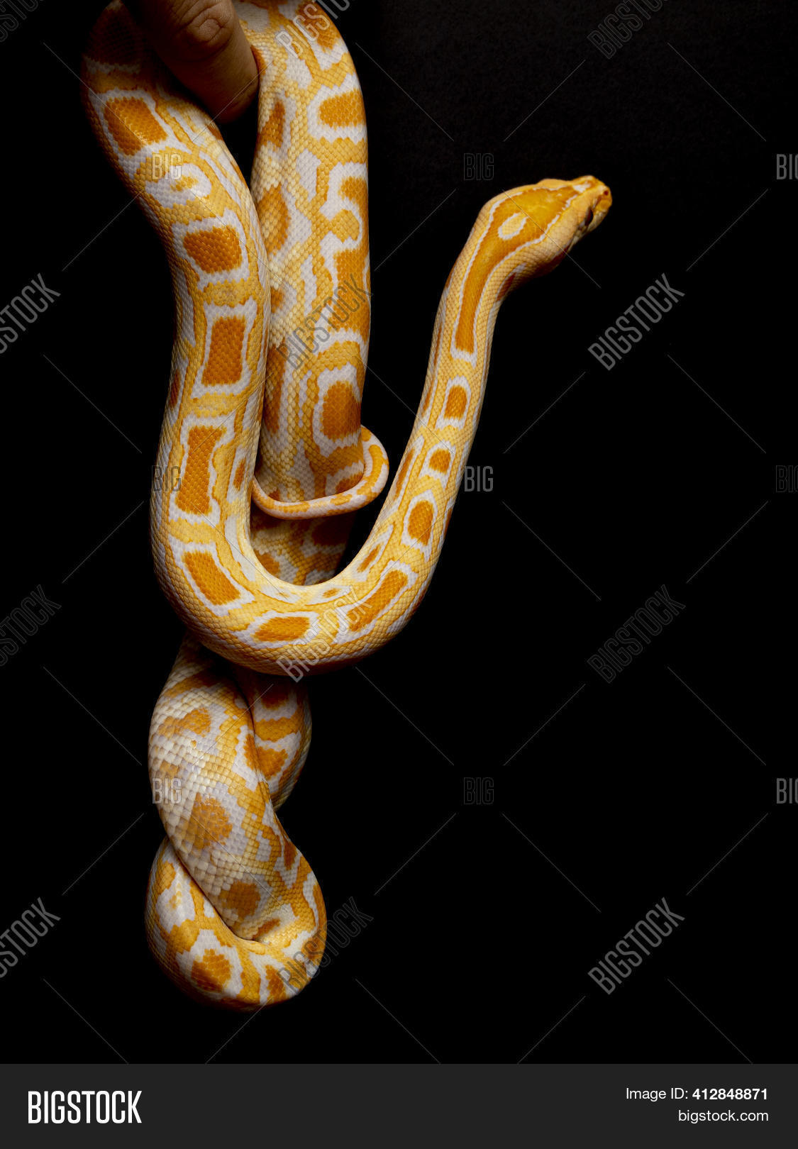 Python Molurus Image & Photo (Free Trial) | Bigstock